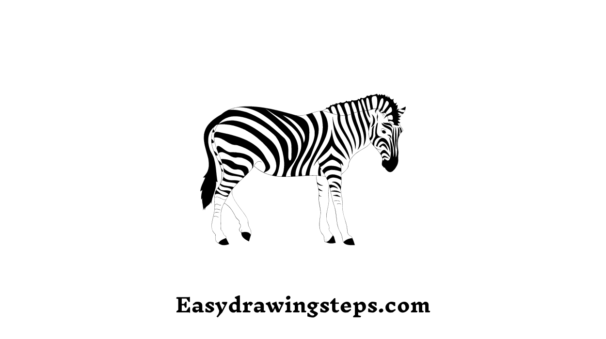 10 easy steps to draw easy Zebra Drawing - Easy Drawing