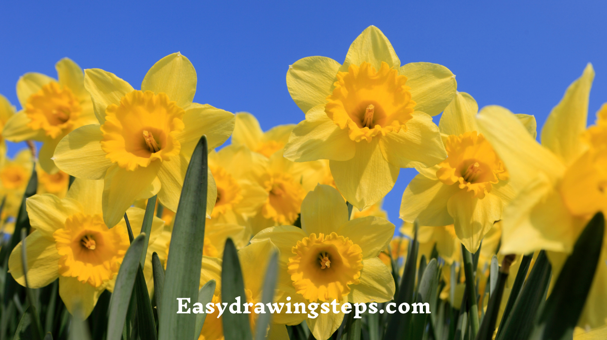 10 easy steps to draw Daffodils Drawing - Easy Drawing
