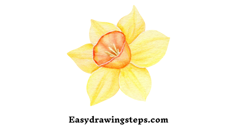 10 easy steps to draw Daffodils Drawing - Easy Drawing