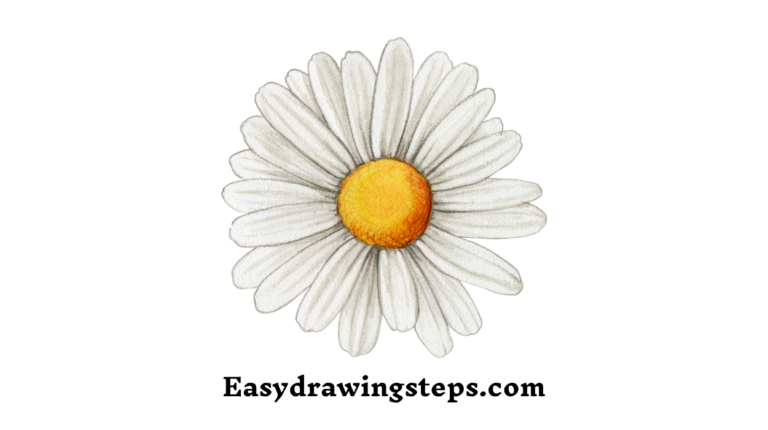 10 easy steps to draw Daisies Drawing - Easy Drawing