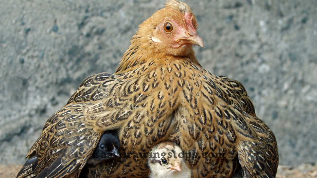 10 easy steps to draw Hen Drawing - Easy Drawing