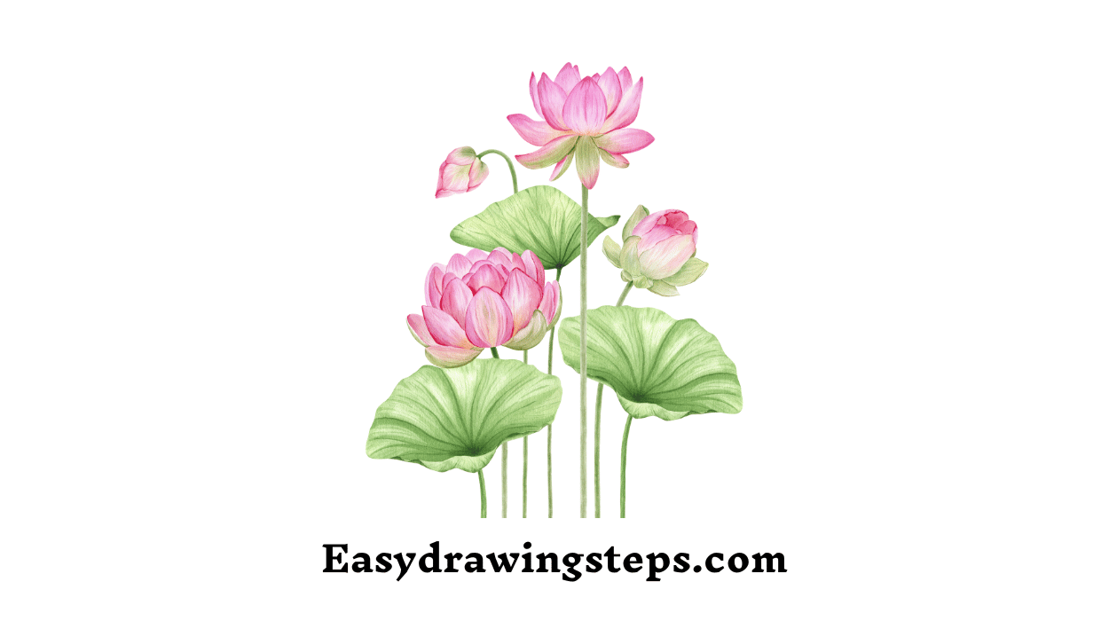 10 easy steps to draw Lotus Drawing - Easy Drawing