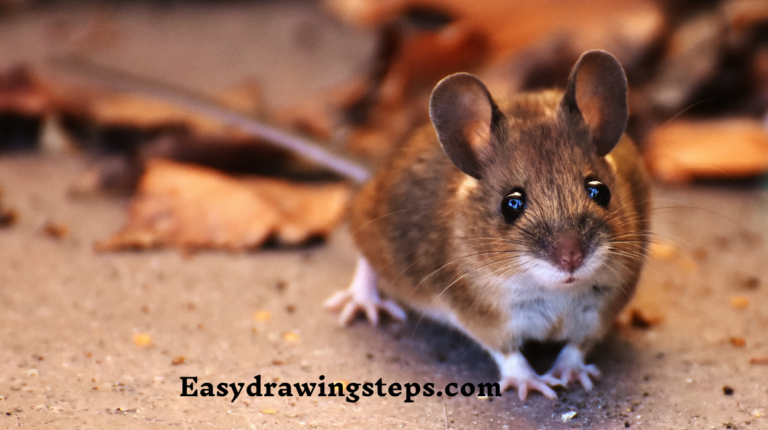 10 easy steps to draw Mouse Drawing - Easy Drawing