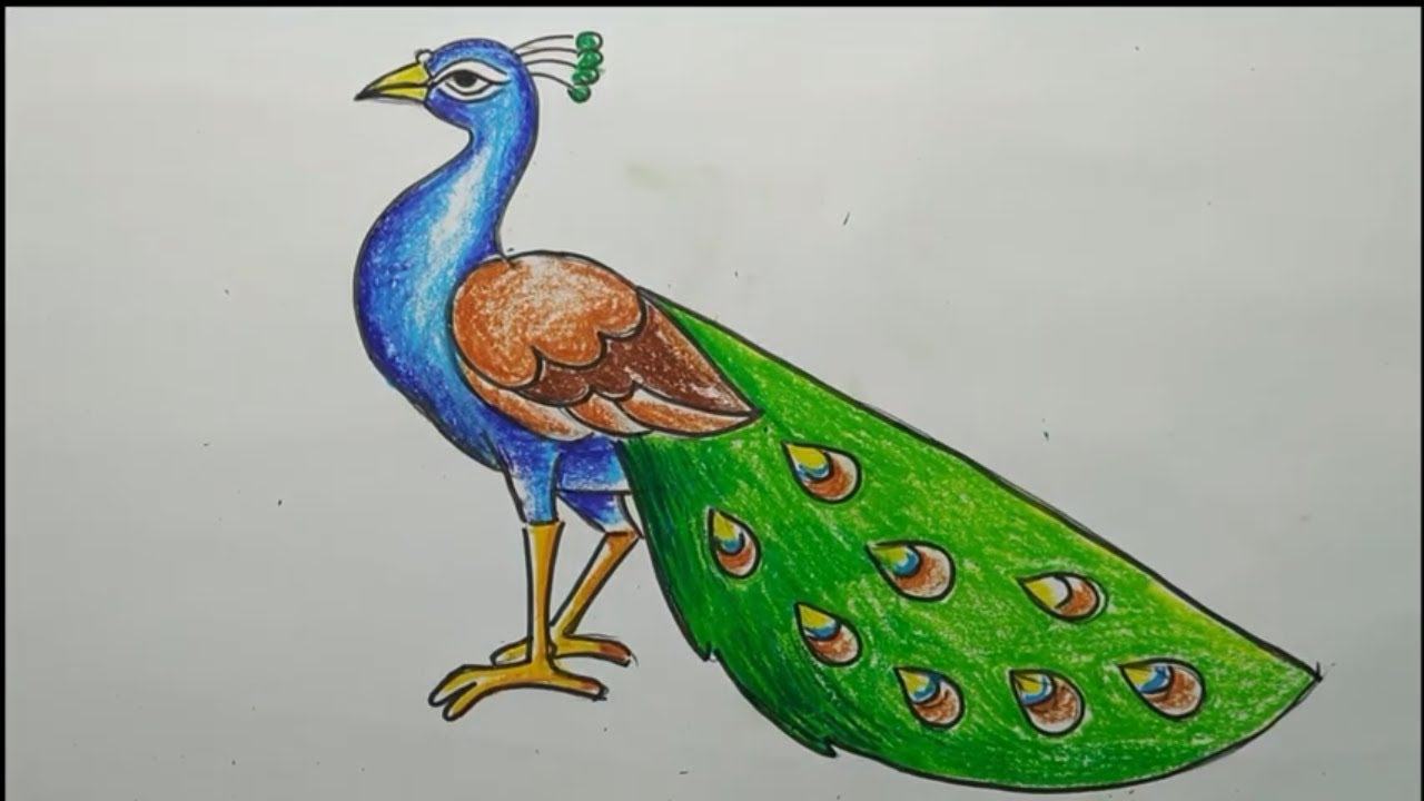 10 easy steps to draw Peacock Drawing Easy - Easy Drawing