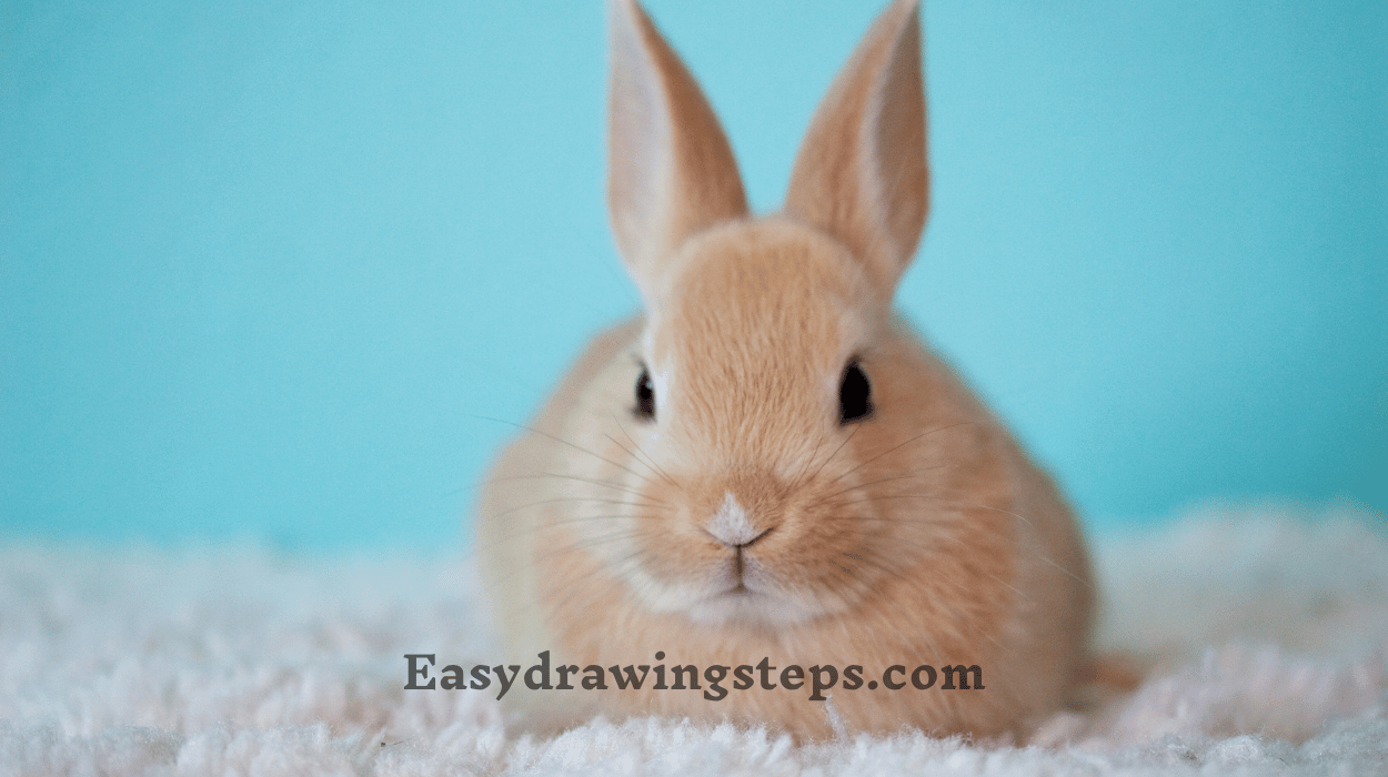 10 easy steps to draw Cute Rabbit Drawing - Easy Drawing