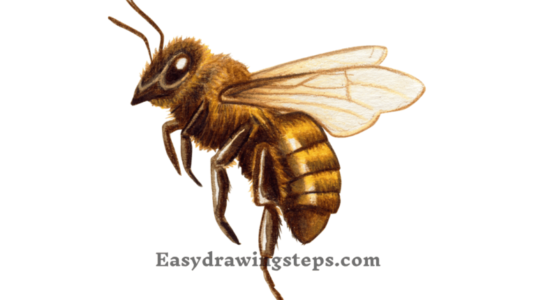 10 easy steps to draw Honey Bee Drawing - Easy Drawing