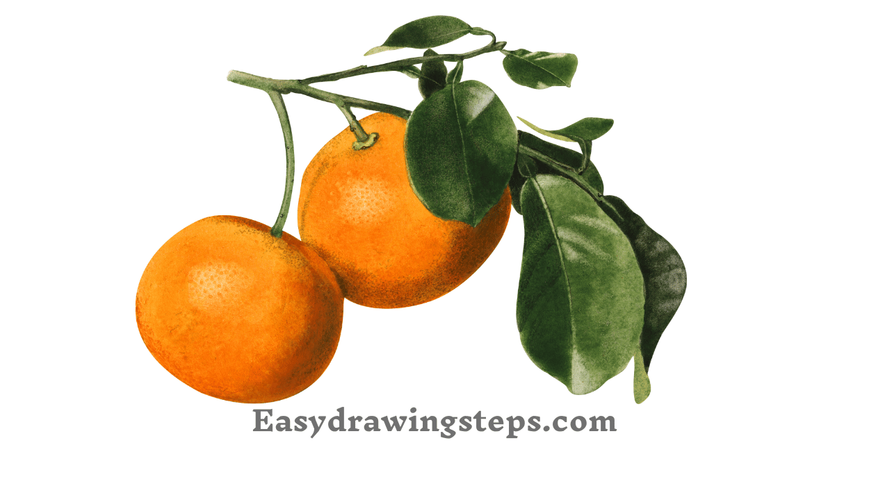 10 easy steps to draw Orange Drawing - Easy Drawing