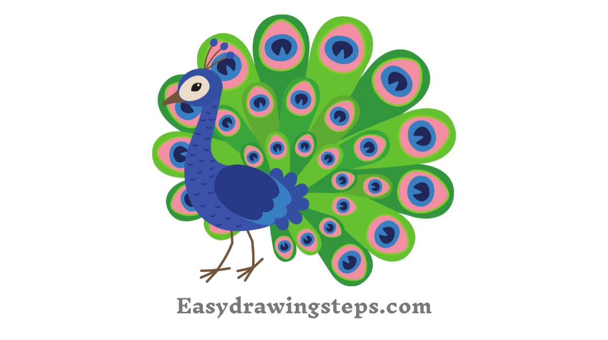 10 Steps to Draw Easy Beautiful Peacock Drawing - Easy Drawing