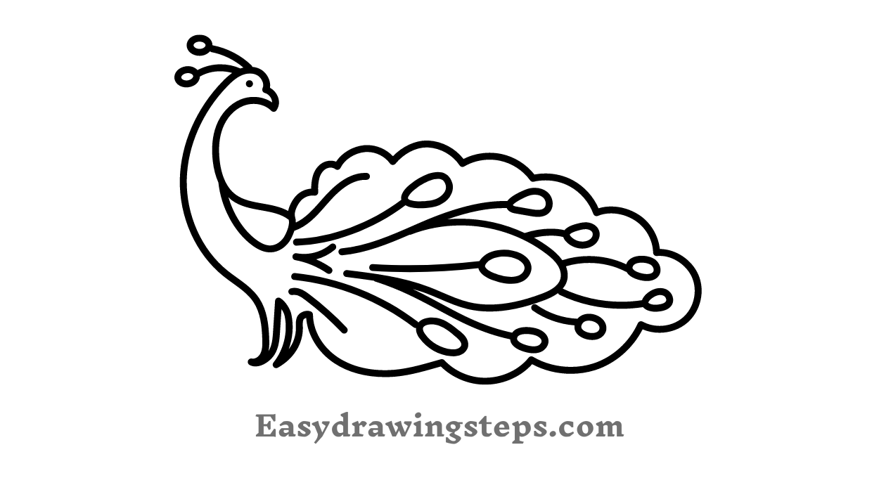 10 Easy Steps to Draw Peacock Drawing For Kids - Easy Drawing