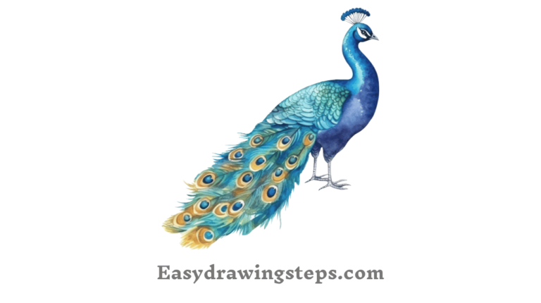 10 Easy Steps to Draw Peacock Drawing With Colour - Easy Drawing