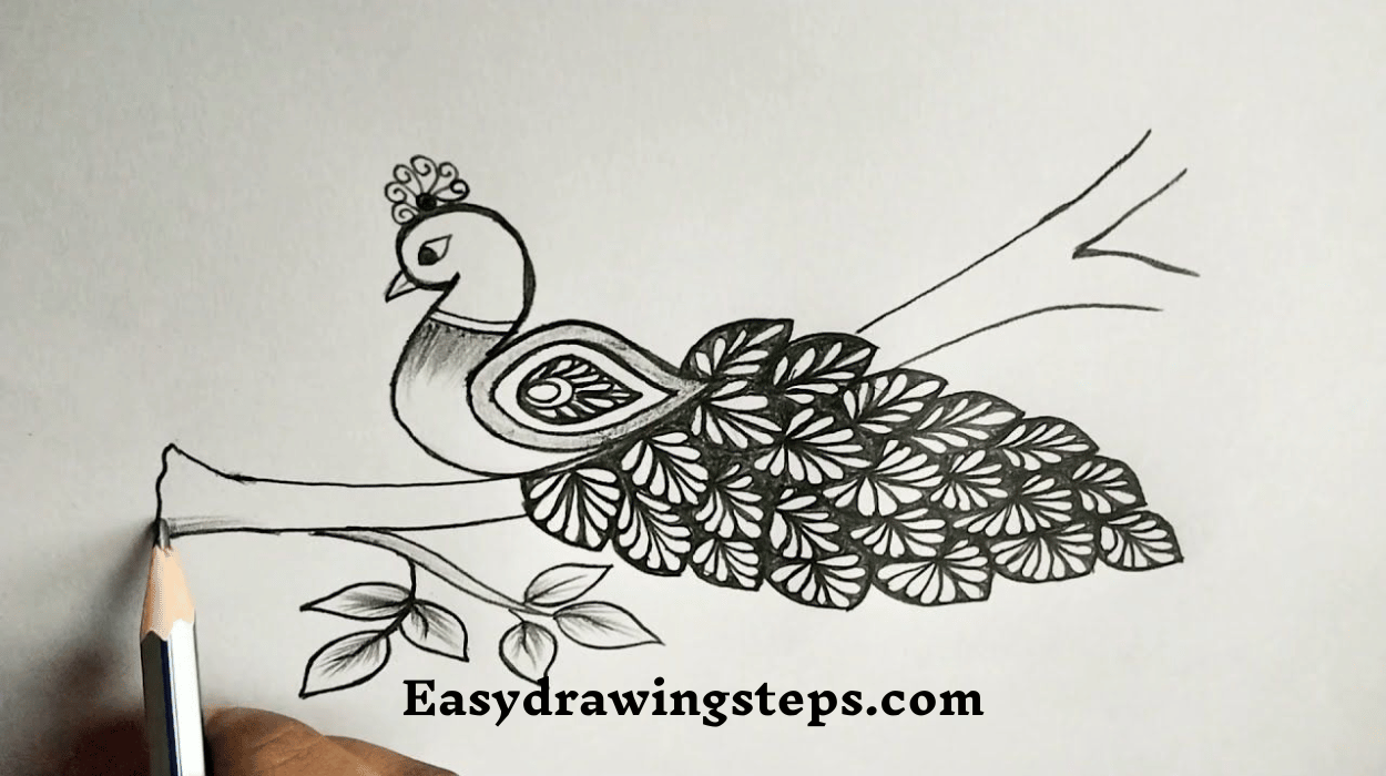 10 Steps to Draw Pencil Easy Peacock Drawing - Easy Drawing