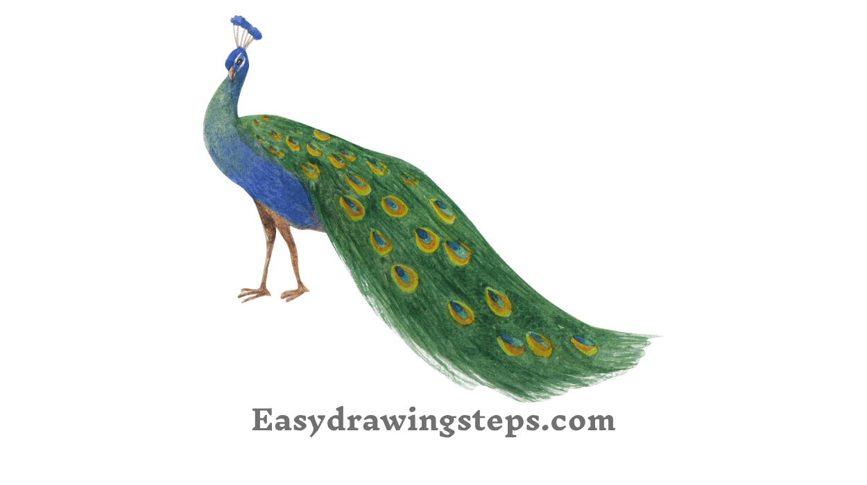 10 Easy Steps to Draw Beautiful Peacock Drawing With Colour - Easy Drawing