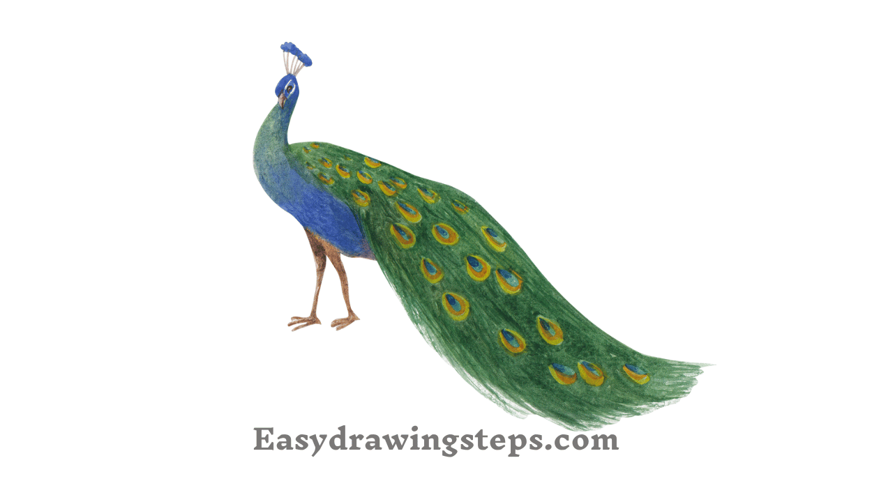 10 Steps to Draw Easy Peacock Drawing With Colour - Easy Drawing