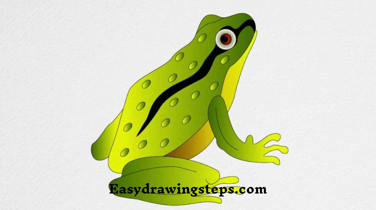 10 Easy Steps to Draw Frog Drawing - Easy Drawing