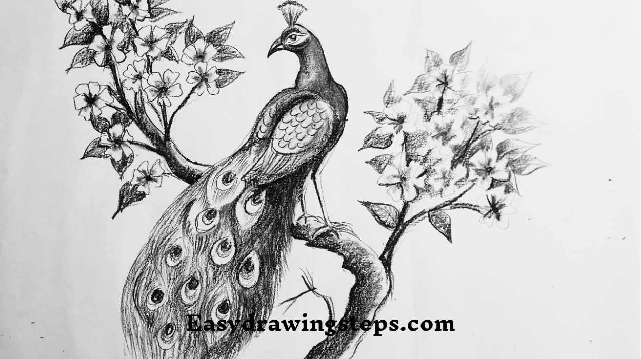 10 Steps to Draw Pencil Easy Peacock Drawings - Easy Drawing