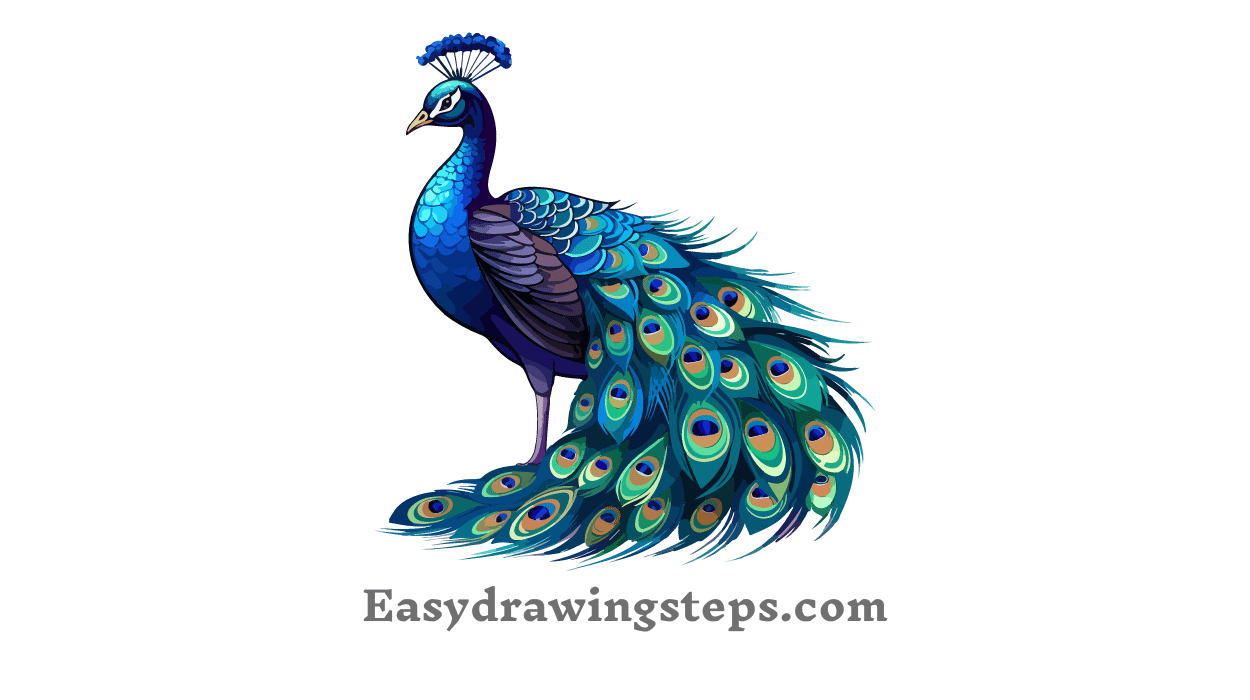 10 Easy Steps to Draw Pencil Peacock Drawing - Easy Drawing