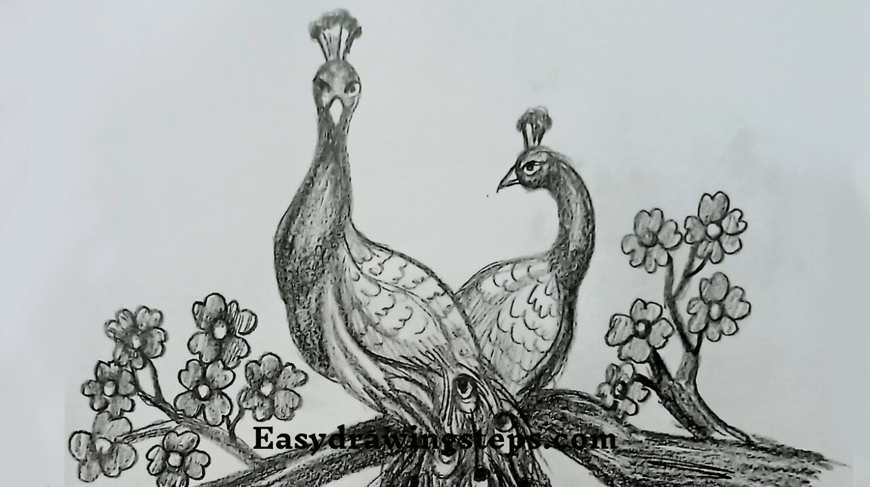 10 Easy Steps to Draw Pencil Peacock Drawing - Easy Drawing