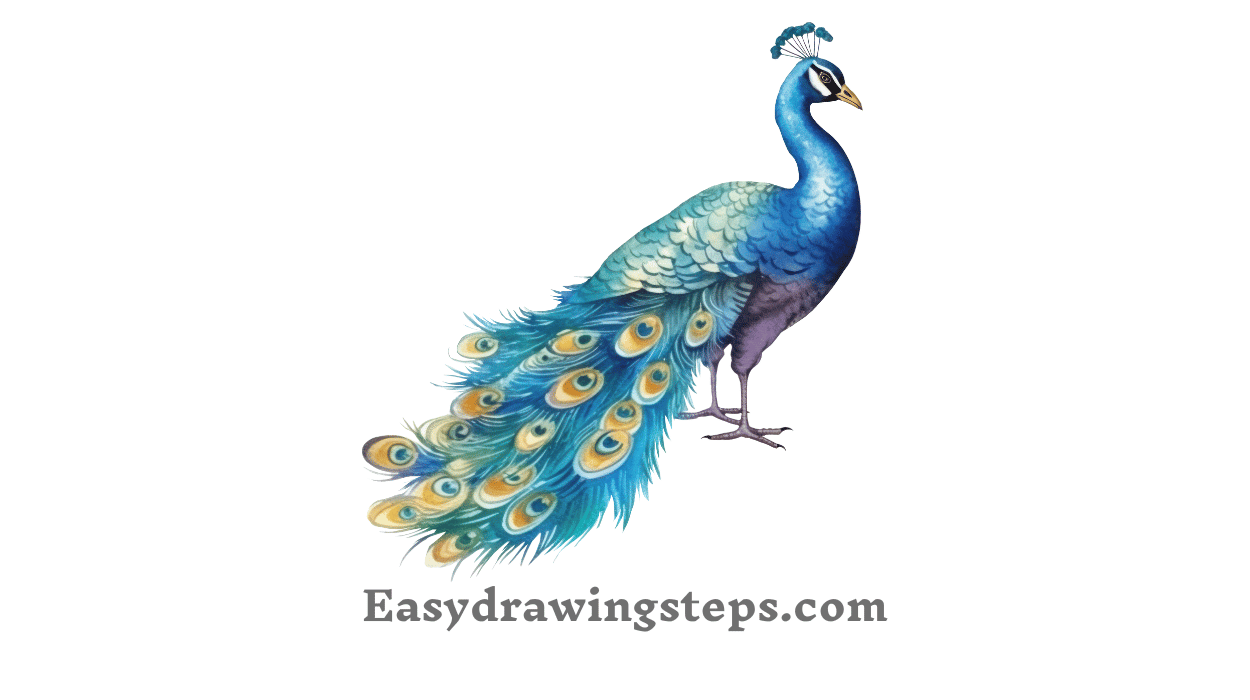 10 Easy Steps to Draw Simple Peacock Drawing - Easy Drawing