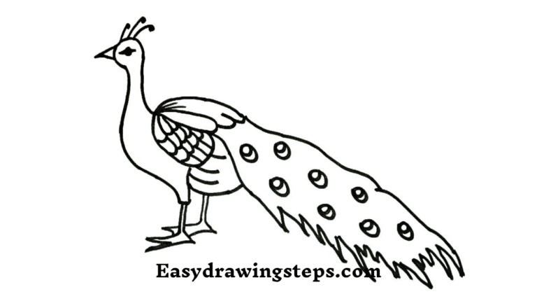 10 Easy Steps to Draw Simple Peacock Drawing - Easy Drawing