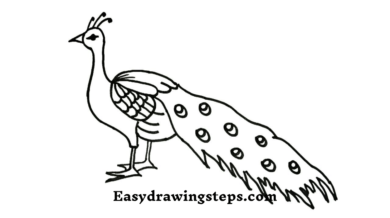 10 Easy Steps to Draw Simple Peacock Drawing - Easy Drawing